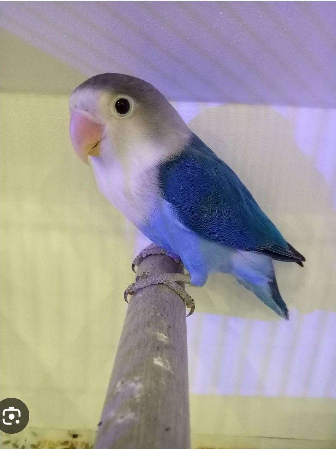 Beautiful Blue Fischer's Lovebirds Available