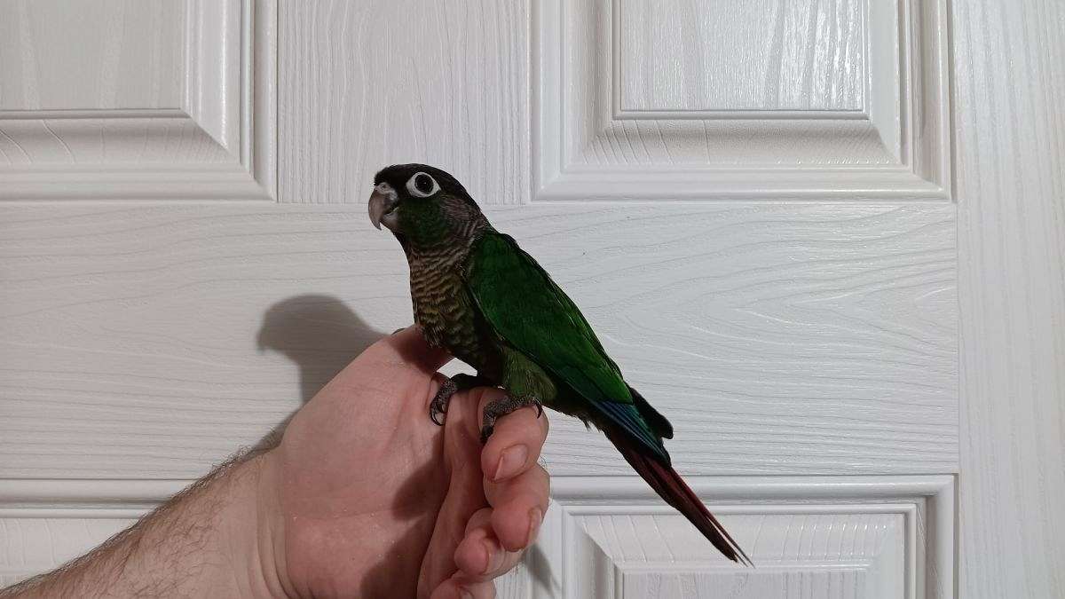 Conure Baby