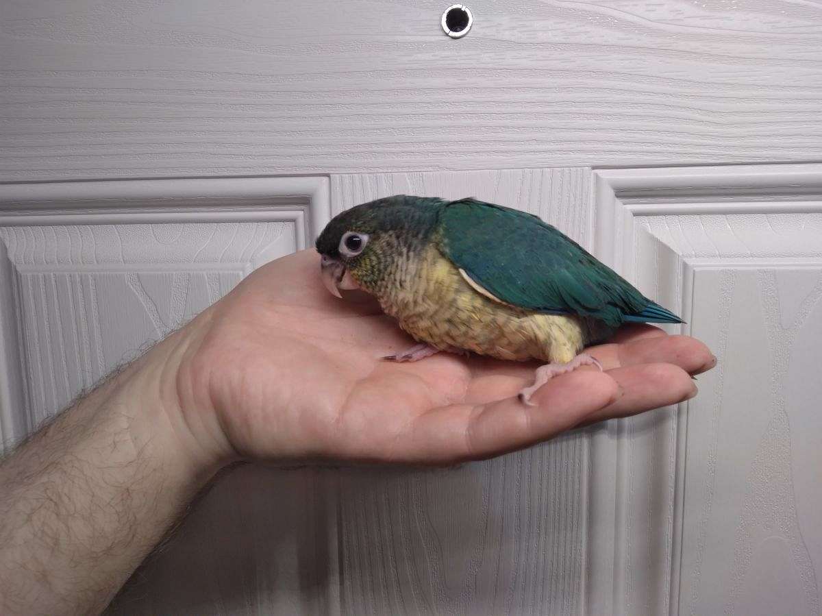 Conure Baby