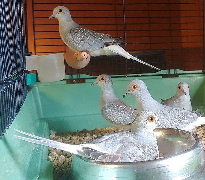 5 Female Diamond Doves left!
