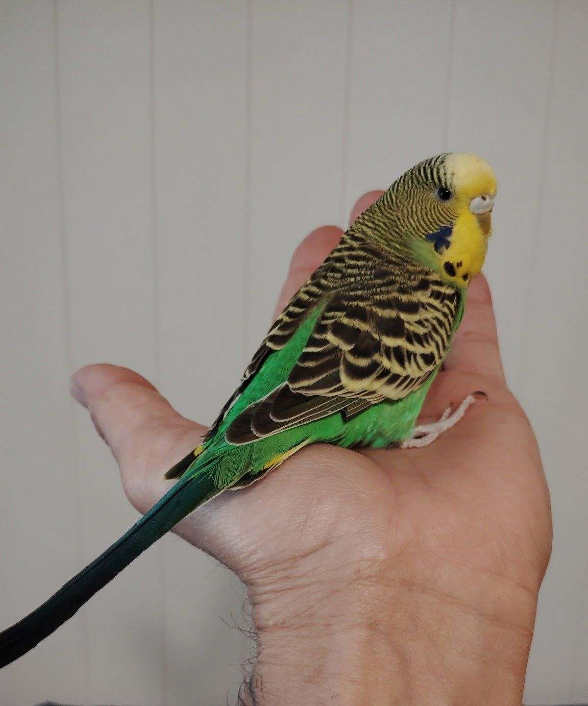 English Budgie Hybrid