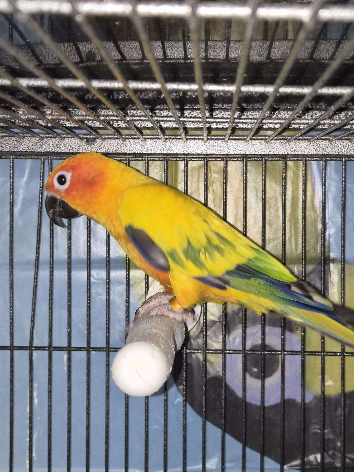 Sun conure