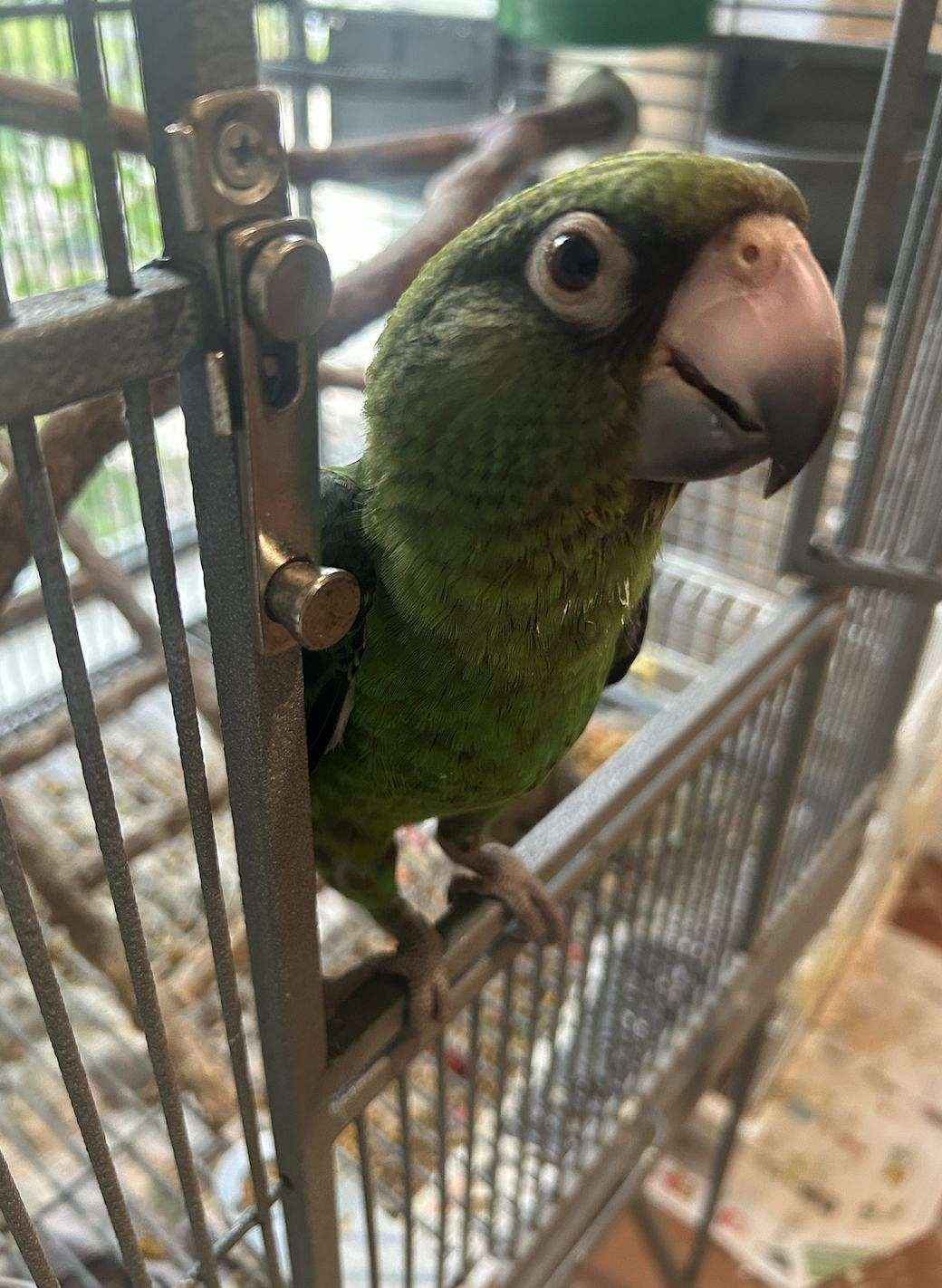 Baby African Jardine Parrot Super hard to find!