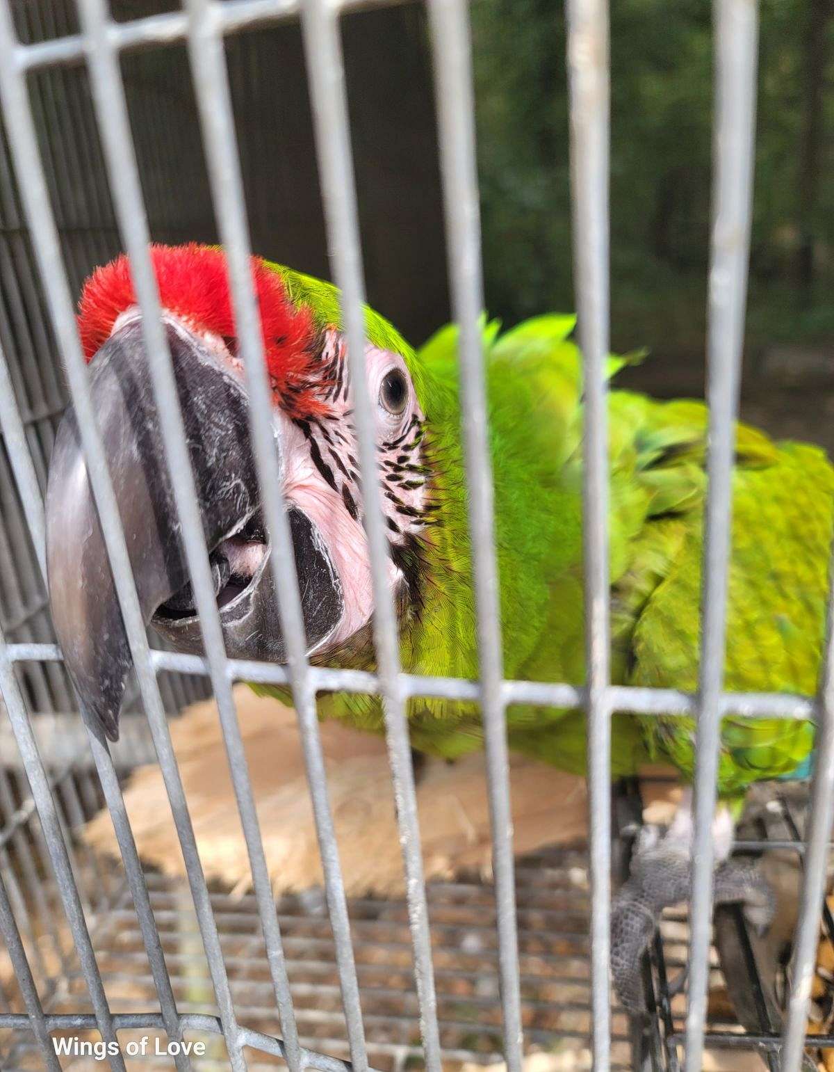 Female Milifon macaw
