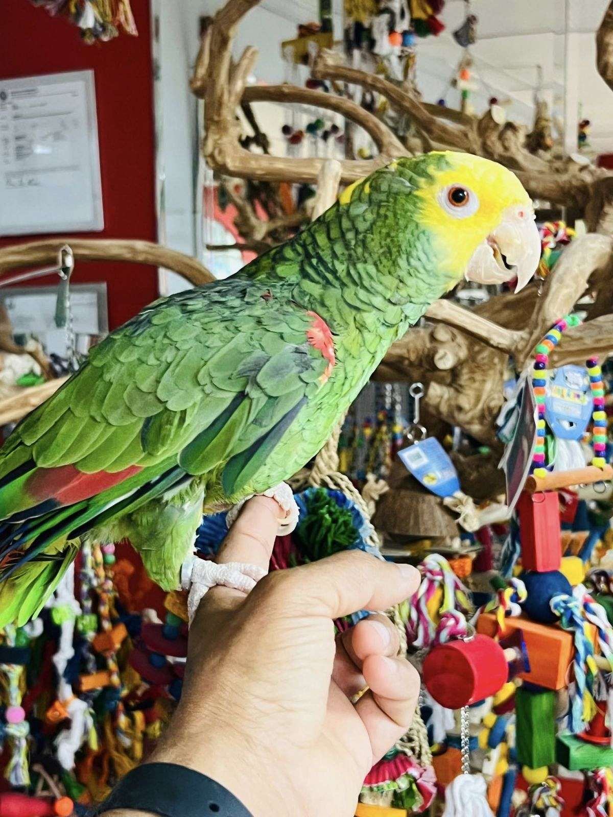 Double Yellow Amazon