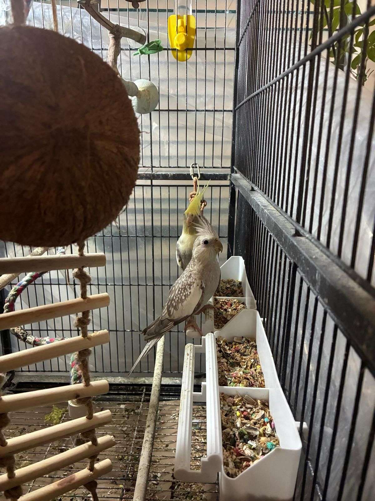 2 bonded cockatiels