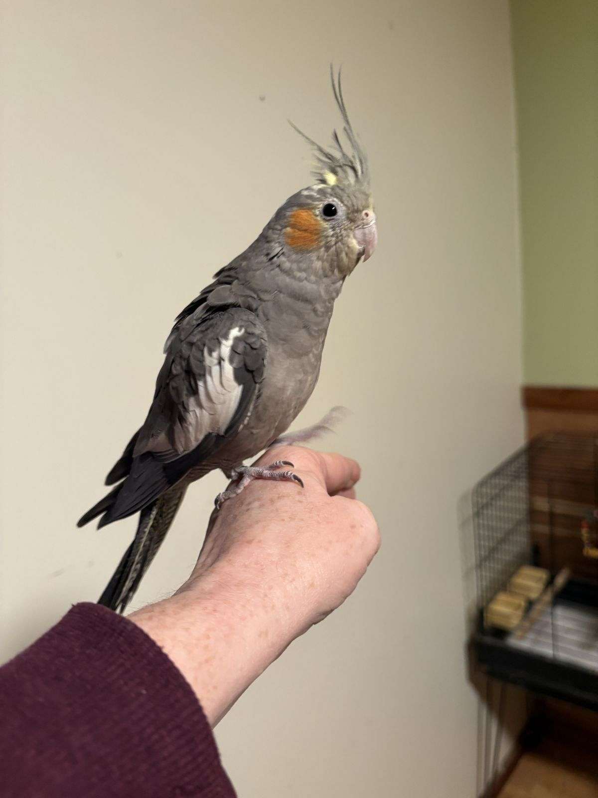 White-face/Cinnamon Cockatiels