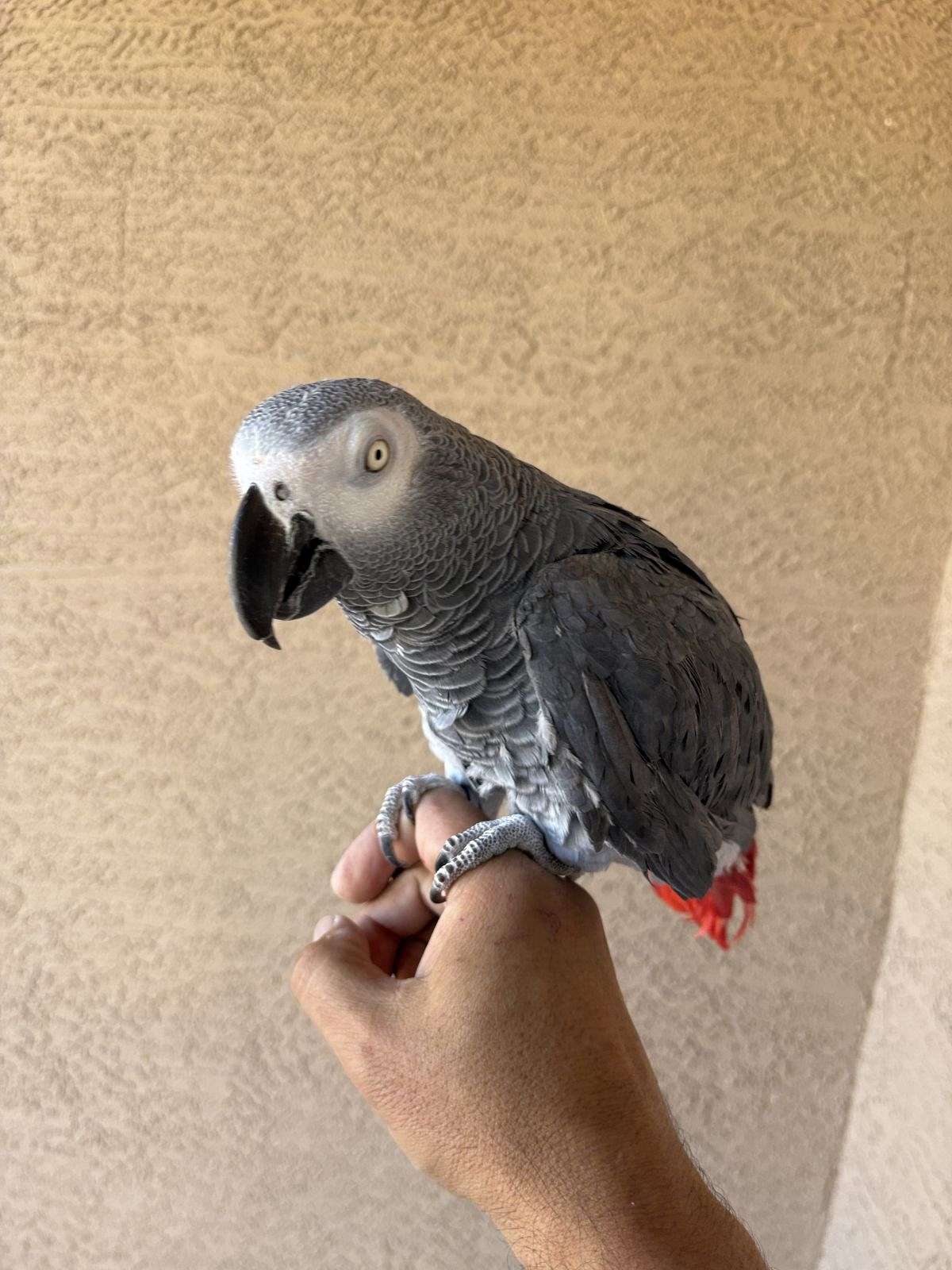 Beautiful male Congo African grey
