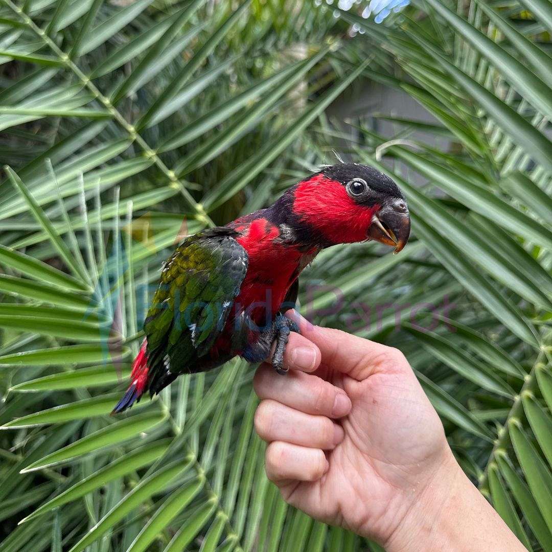 Black Capped Lory
