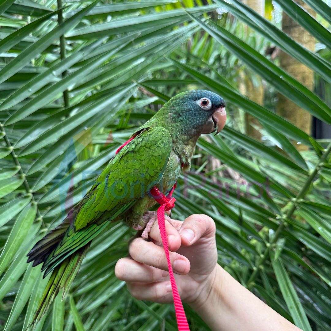 Blue Crowned Conure