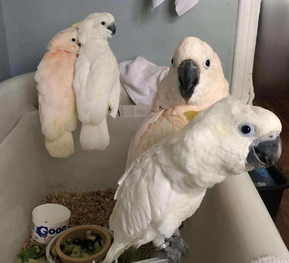 Moluccan Cockatoo and Triton Hybrid babies