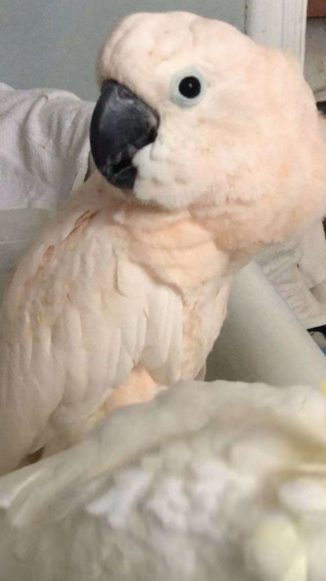 Moluccan Cockatoo and Triton Hybrid babies