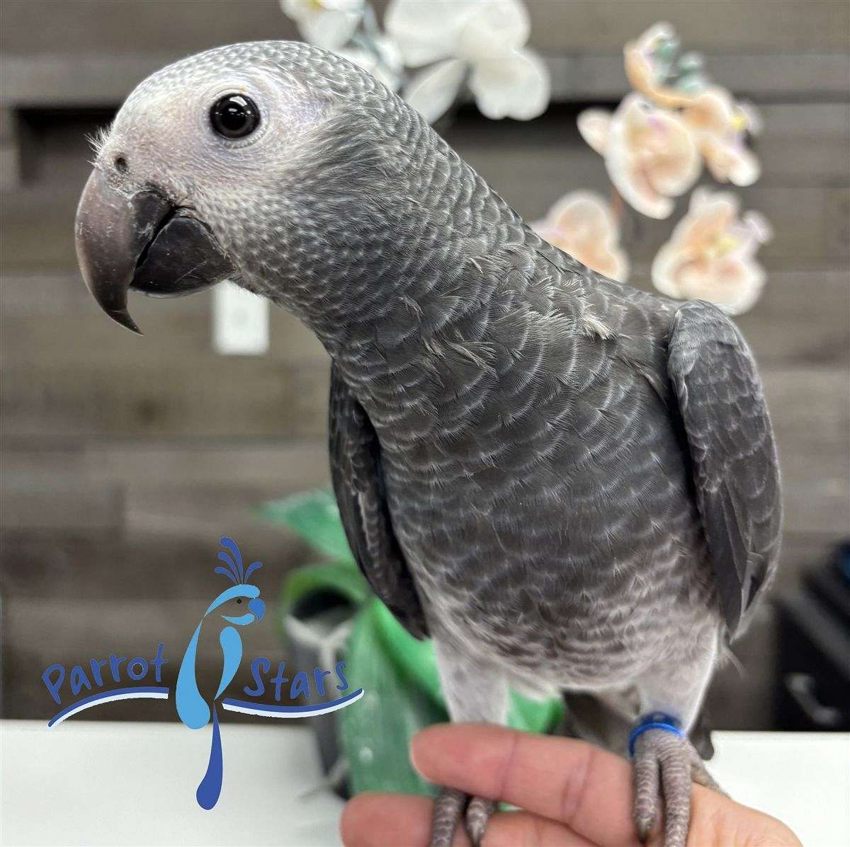 Baby Timneh African Grey Available at Parrot Stars!