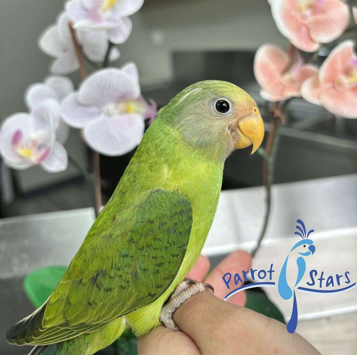 Baby Plum Headed Parakeet Available at Parrot Stars!