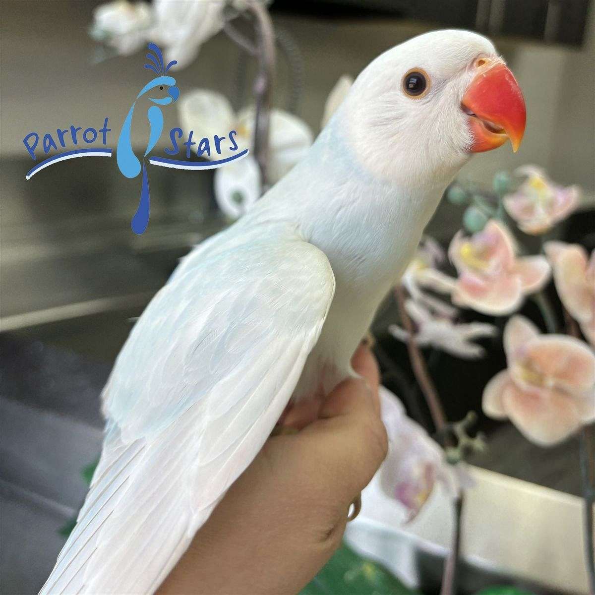 Baby Blue Lacewing Indian Ringneck Available at Parrot Stars!