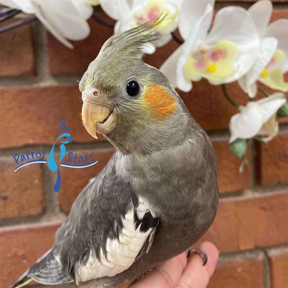 Baby Grey Cockatiel Available at Parrot Stars!