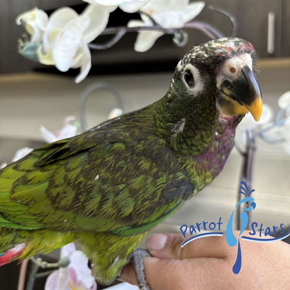 Baby Maximilian Pionus Available at Parrot Stars!