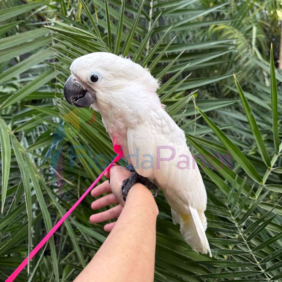 Umbrella Cockatoo