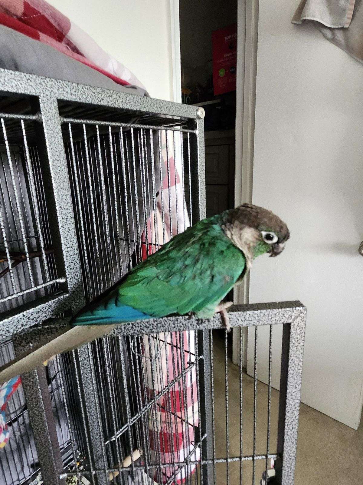 Turquoise Green Cheek conures for sale