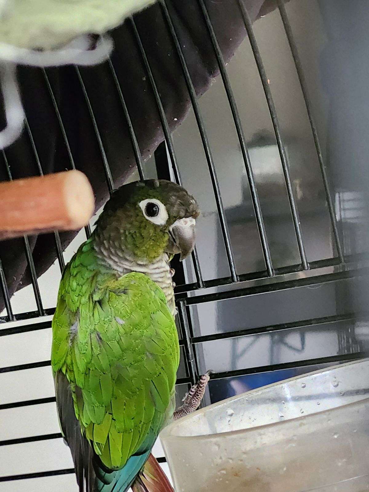 Green Cheek Conure