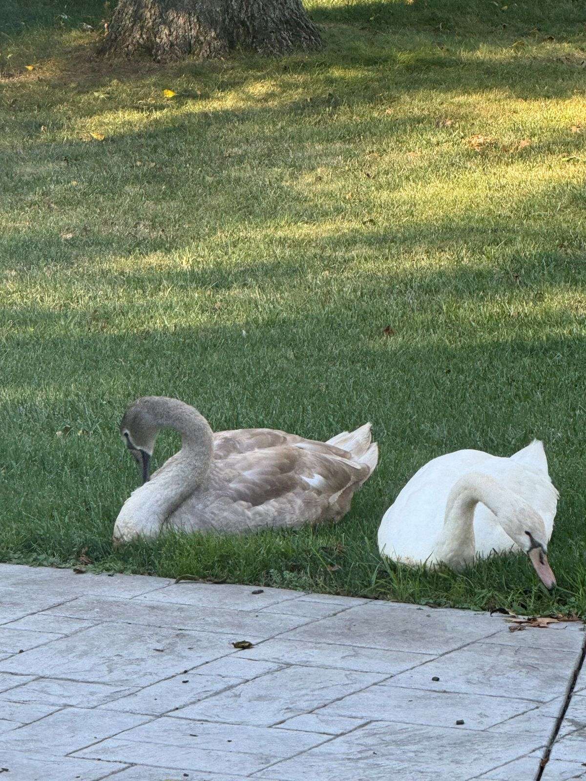 Juvenile Mute Swans for sale. Male and Female Available