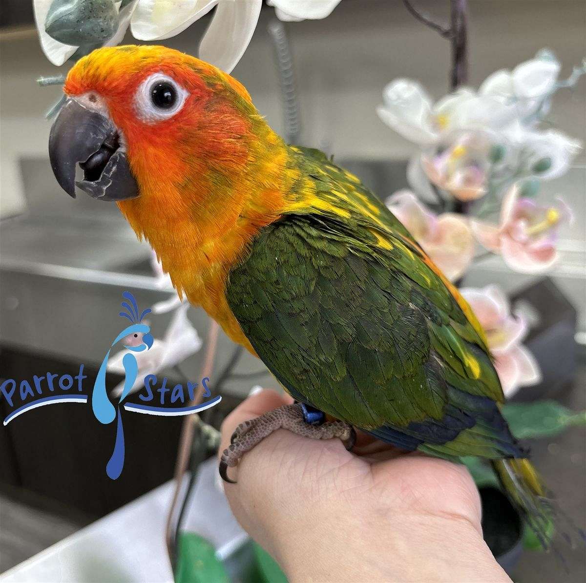 Baby Sun Conure Available at Parrot Stars!