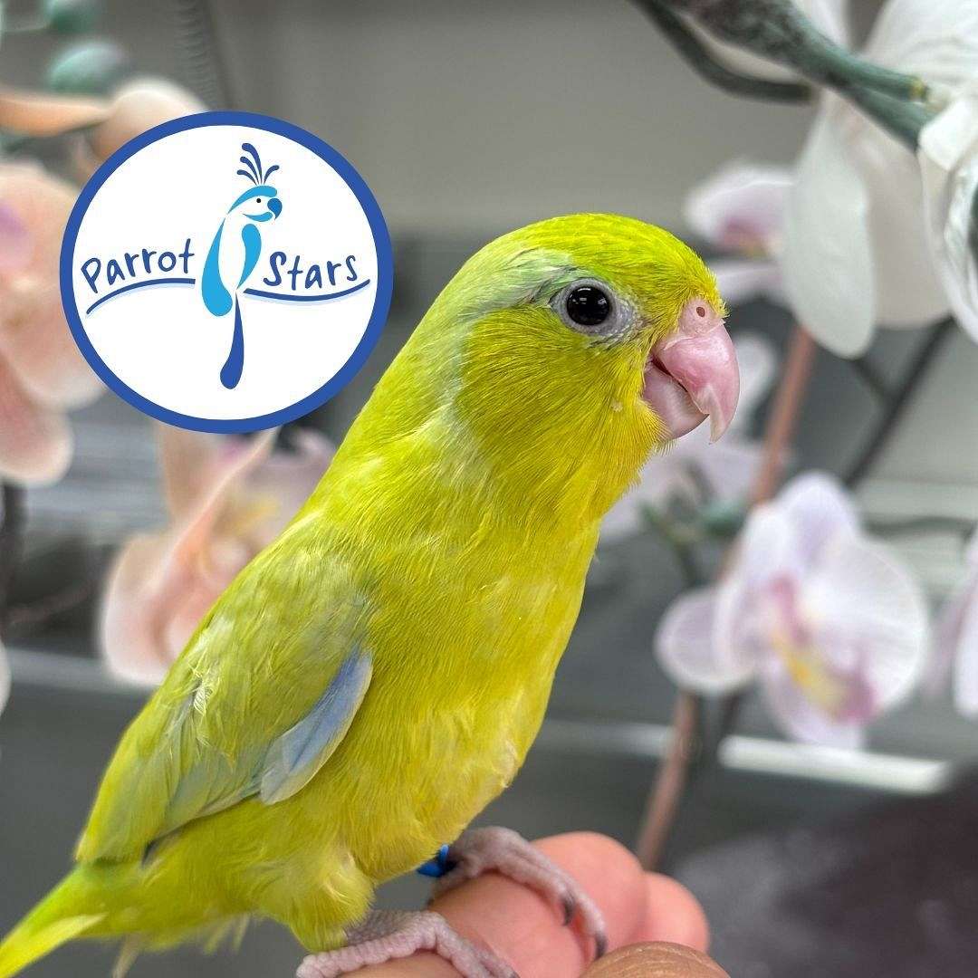 Baby Yellow Pacific Parrotlet Available at Parrot Stars!