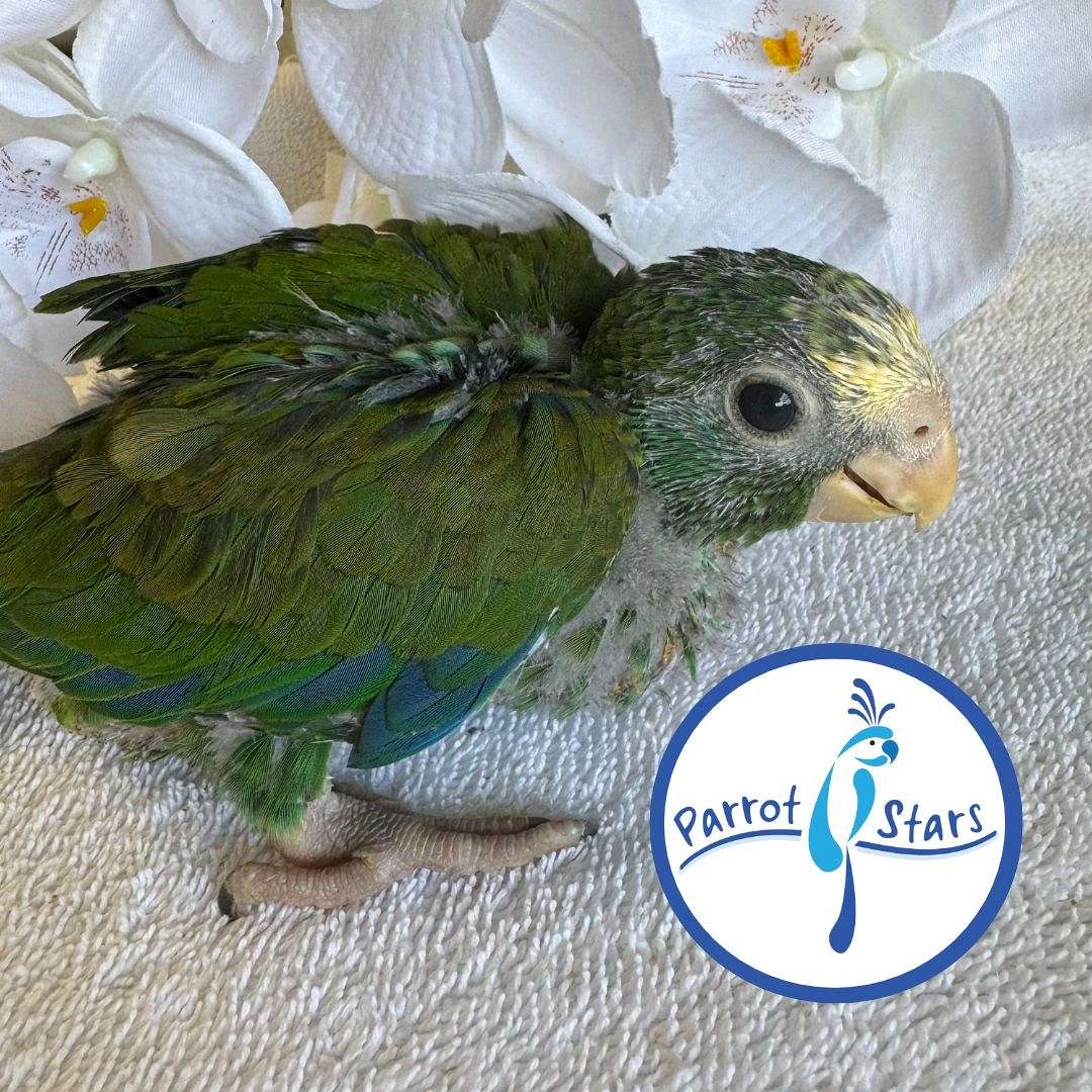 Baby White Capped Pionus Available at Parrot Stars!