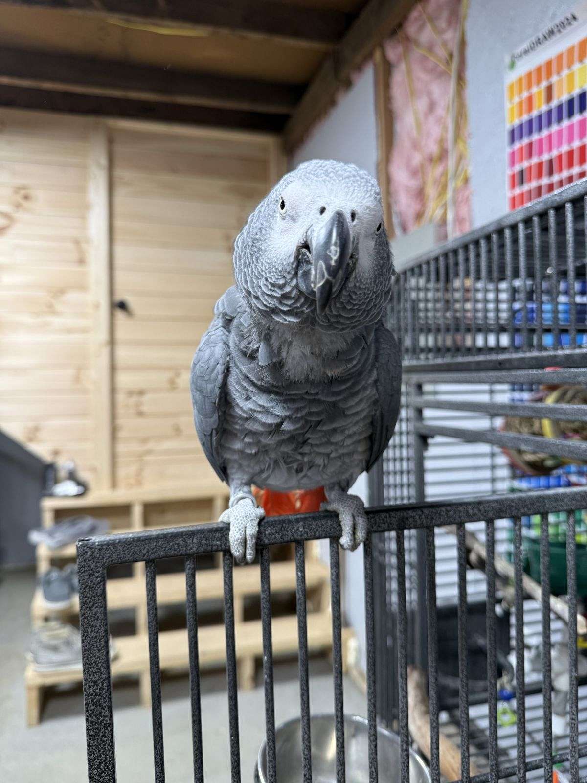 Congo African Grey