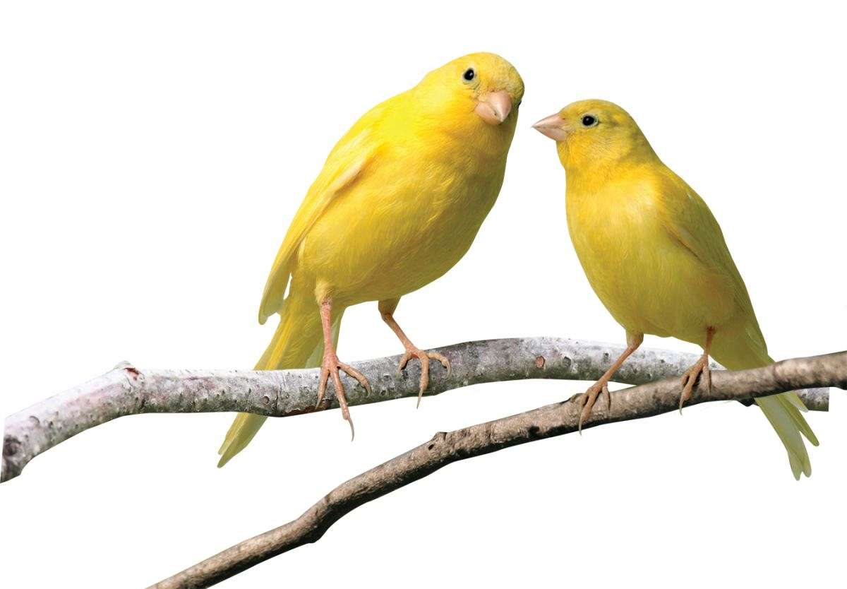 Canary & Finch Society of Houston Annual SHOW