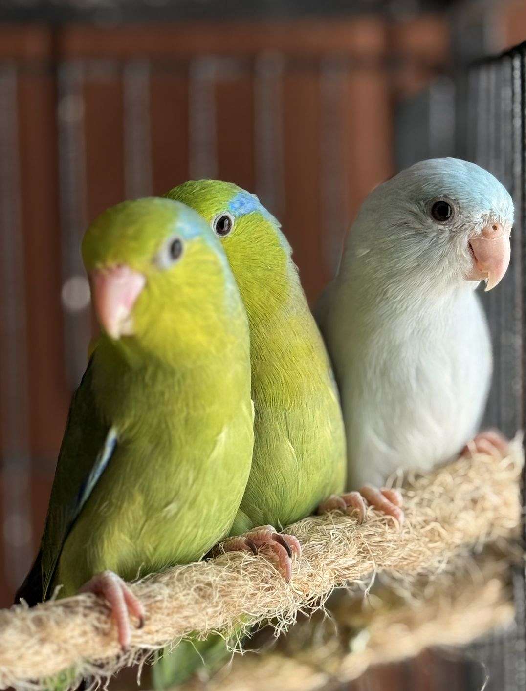 Friendly young parrotlets