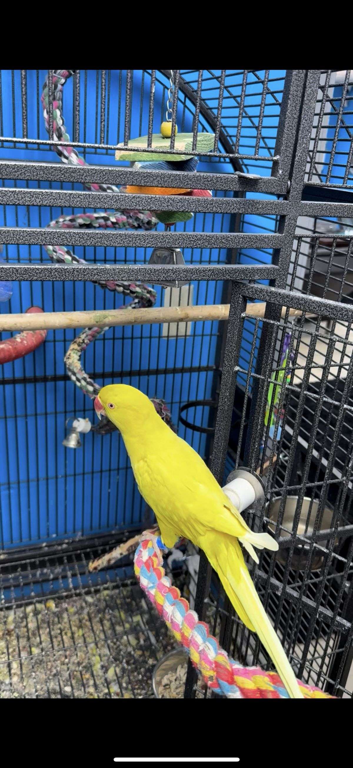 1 year old male Indian ringneck