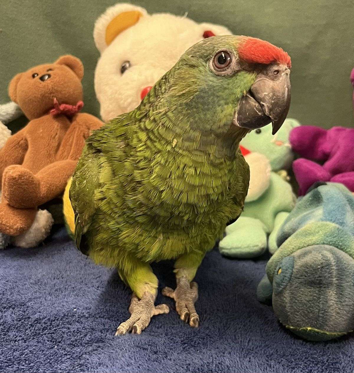 Bodine Amazon Parrot Baby Male