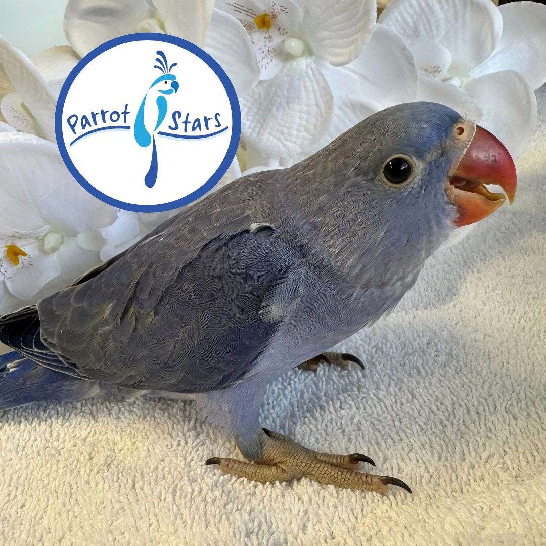 Baby Violet Turquoise Indian Ringneck Available at Parrot Stars!