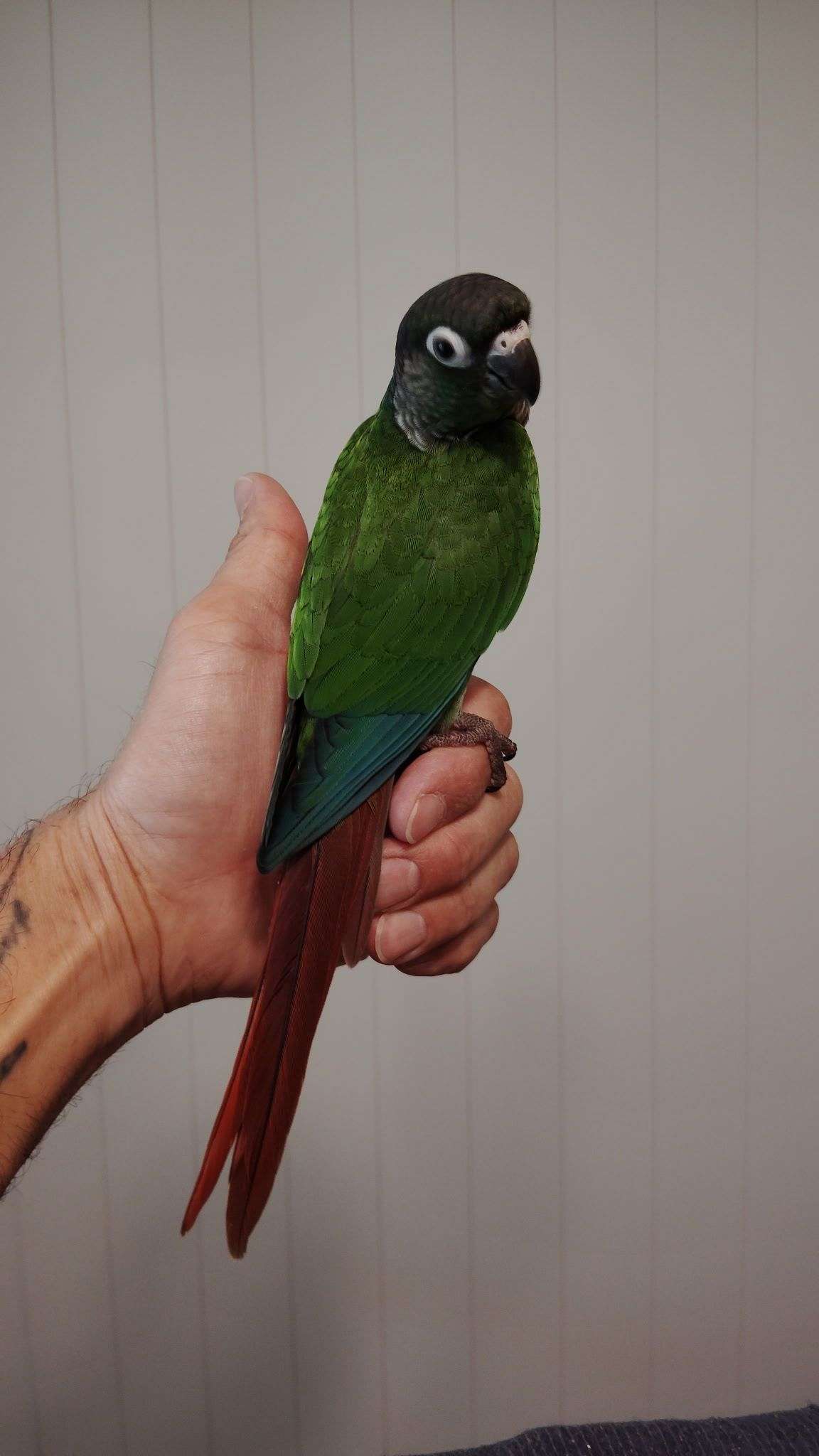 Green Cheek Conure