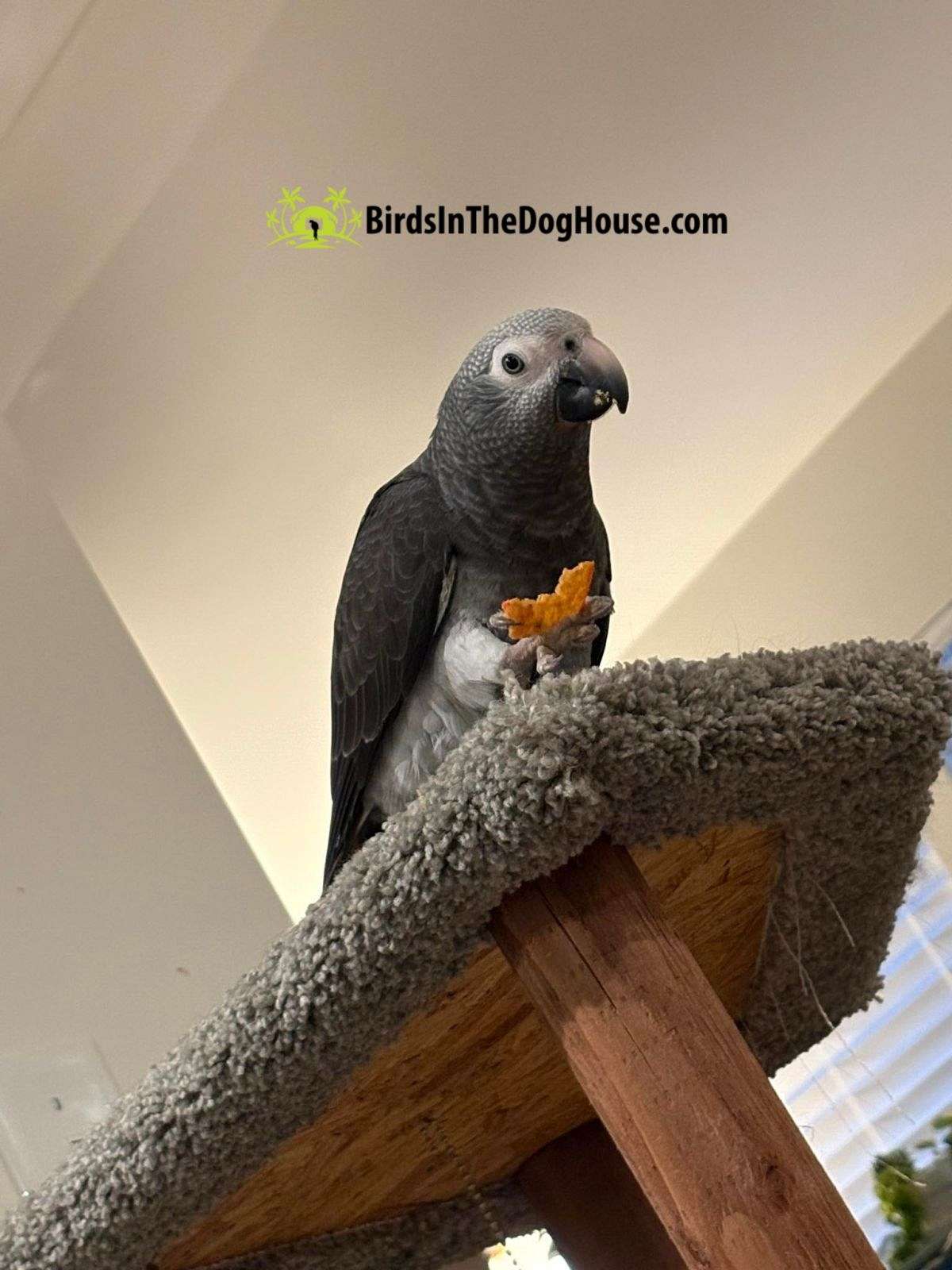 Friendly Young Timneh African Grey Male