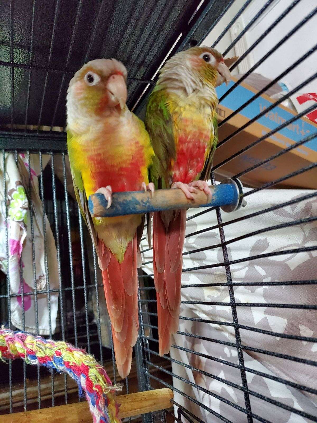 Tamed Pineapple Green Cheek Conures For Rehoming