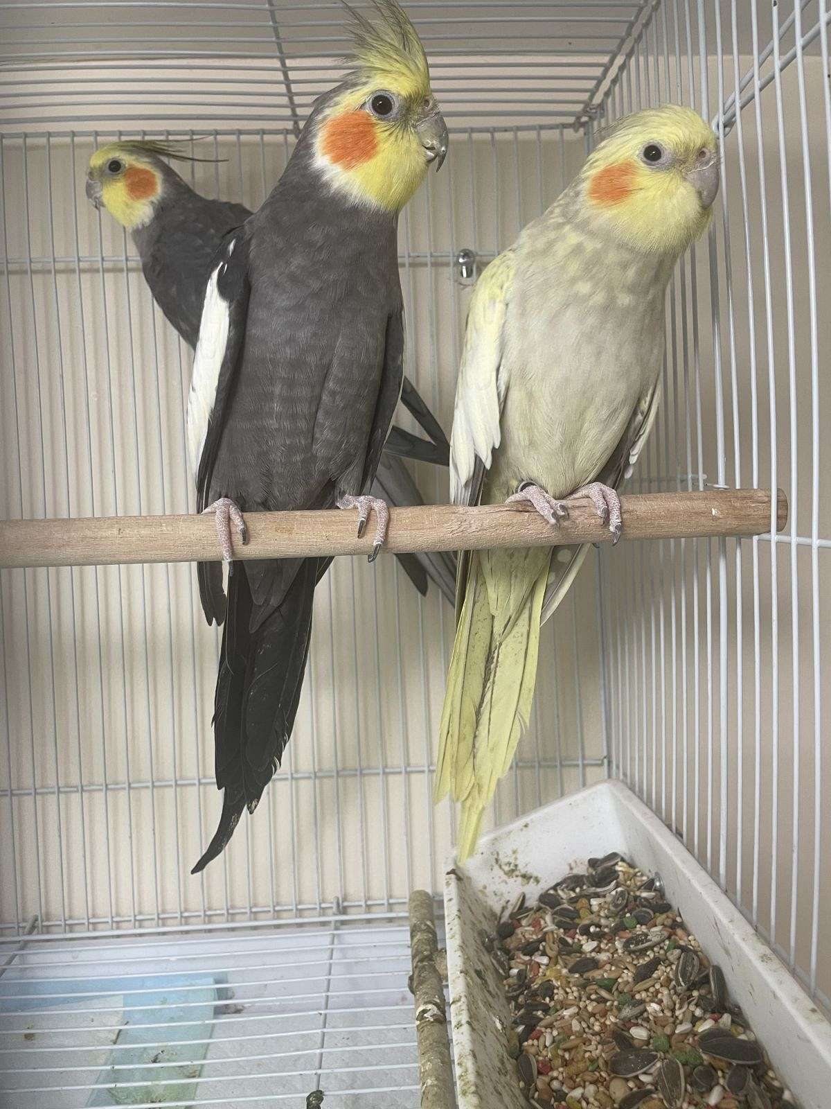 Beautiful cockatiel pair