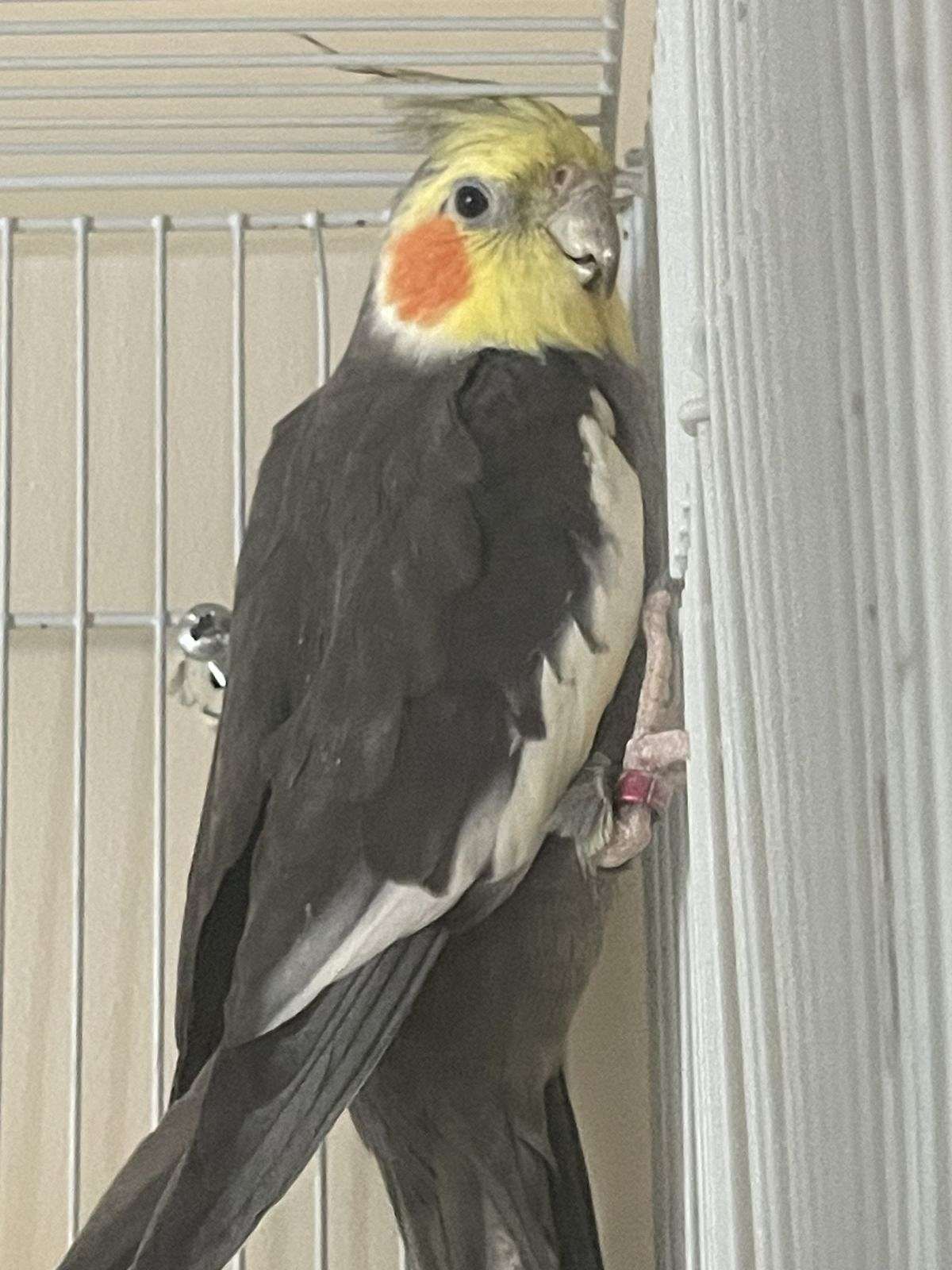 Beautiful male cockatiel
