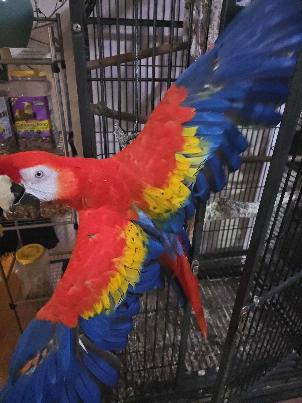 Scarlet macaw