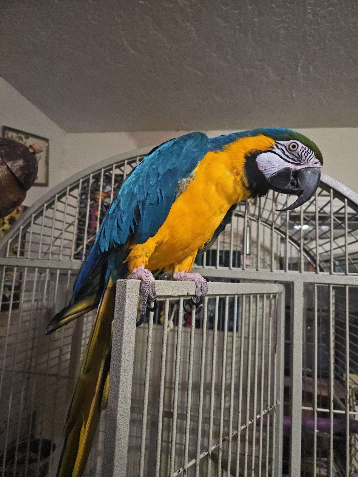 Blue and gold macaw