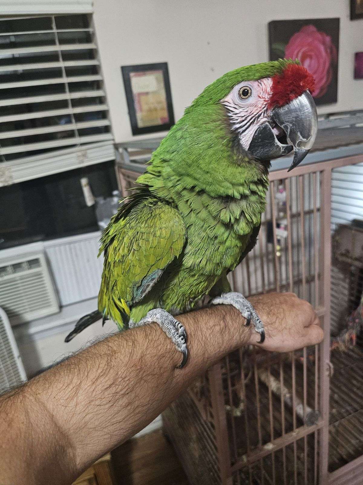 Military macaw