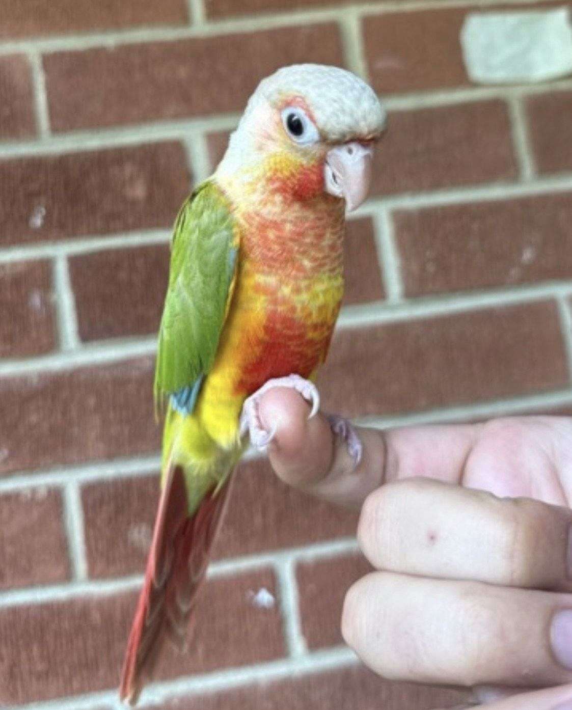 12 weeks old High Red Pineapple Conures