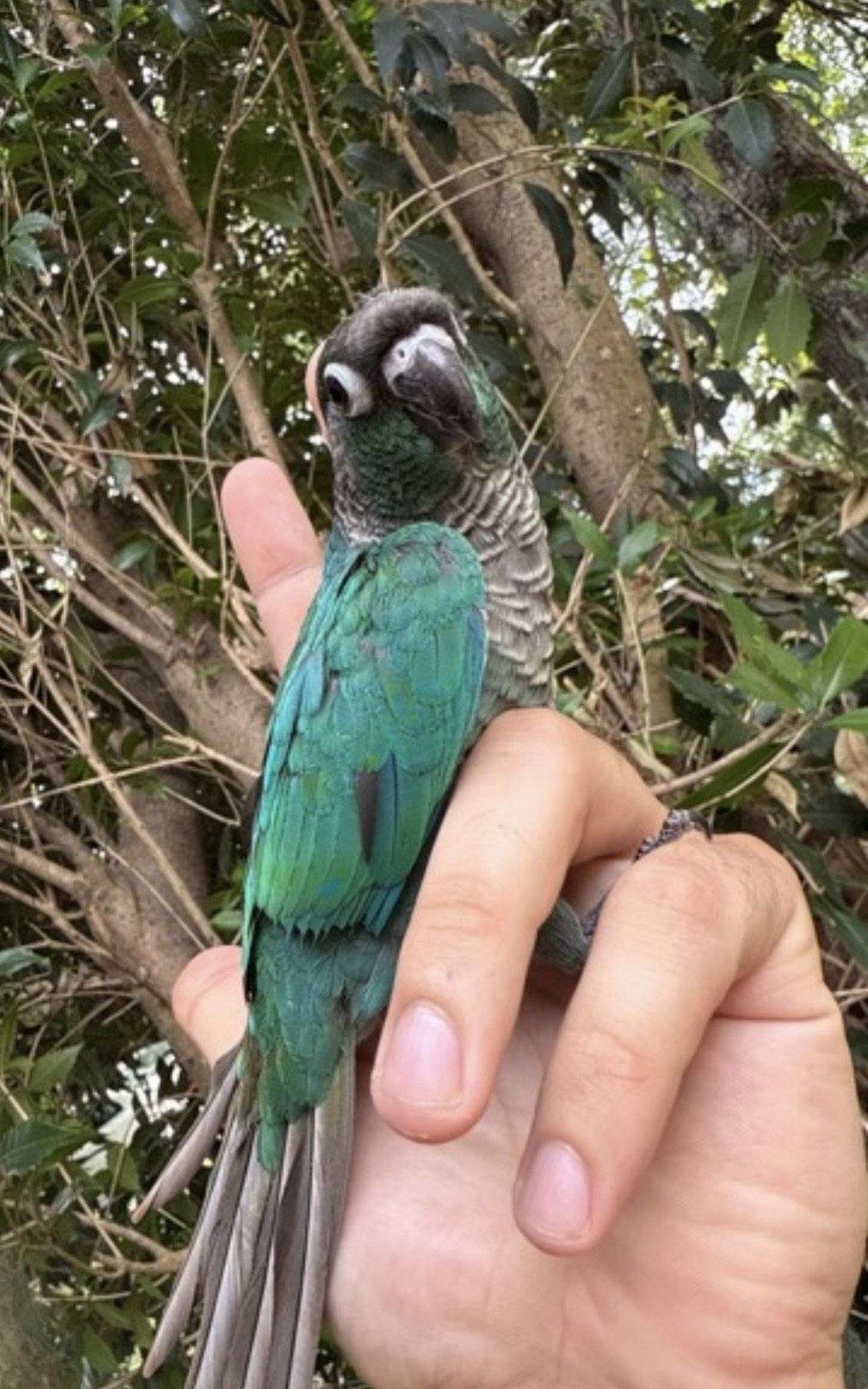 10 week old Baby Turquoise Conures