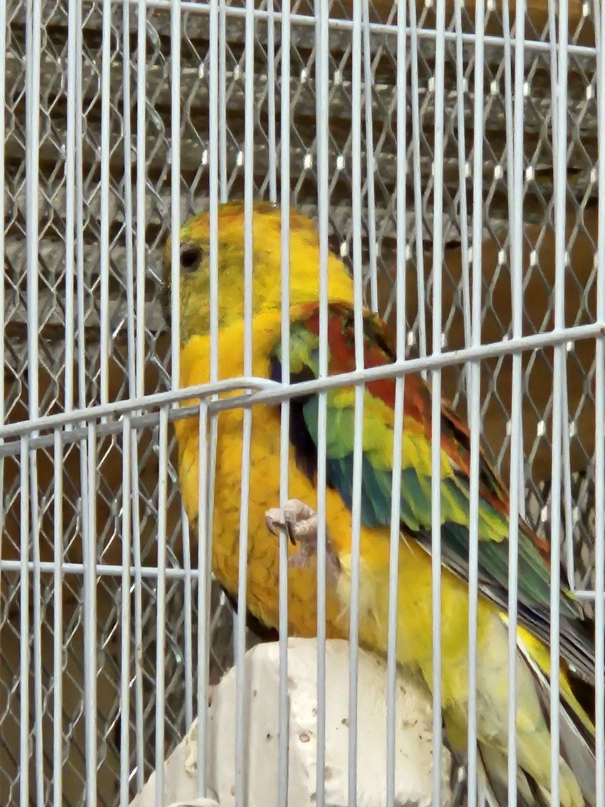 Proven pair of Red rump parakeets