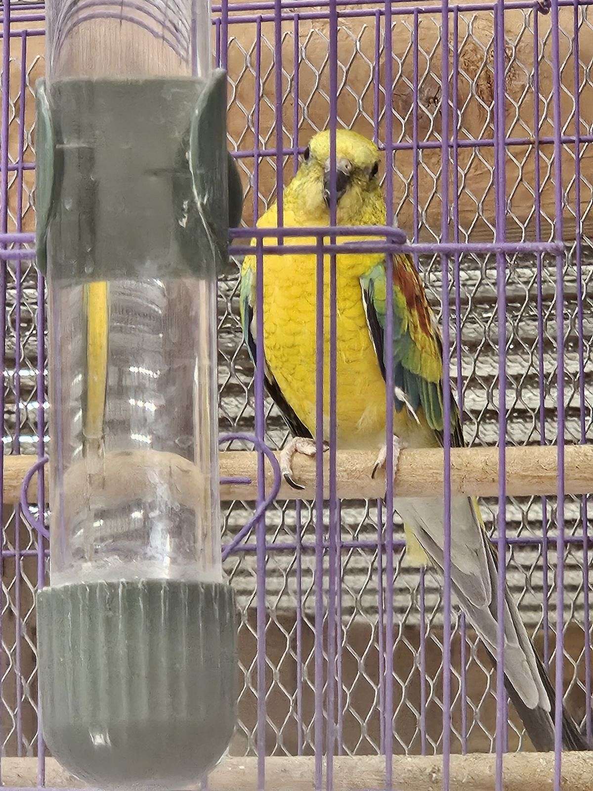 Proven pair of Red rump parakeets