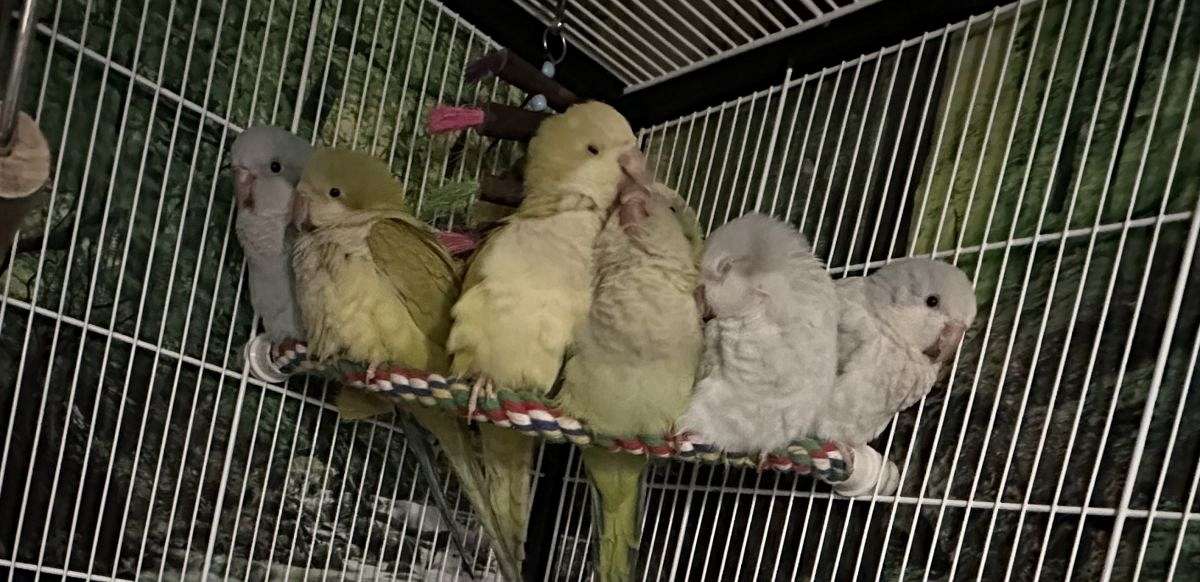 Quakers