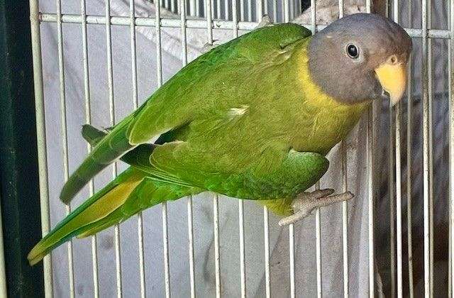 3 Year Old Female Plum Headed Parakeet