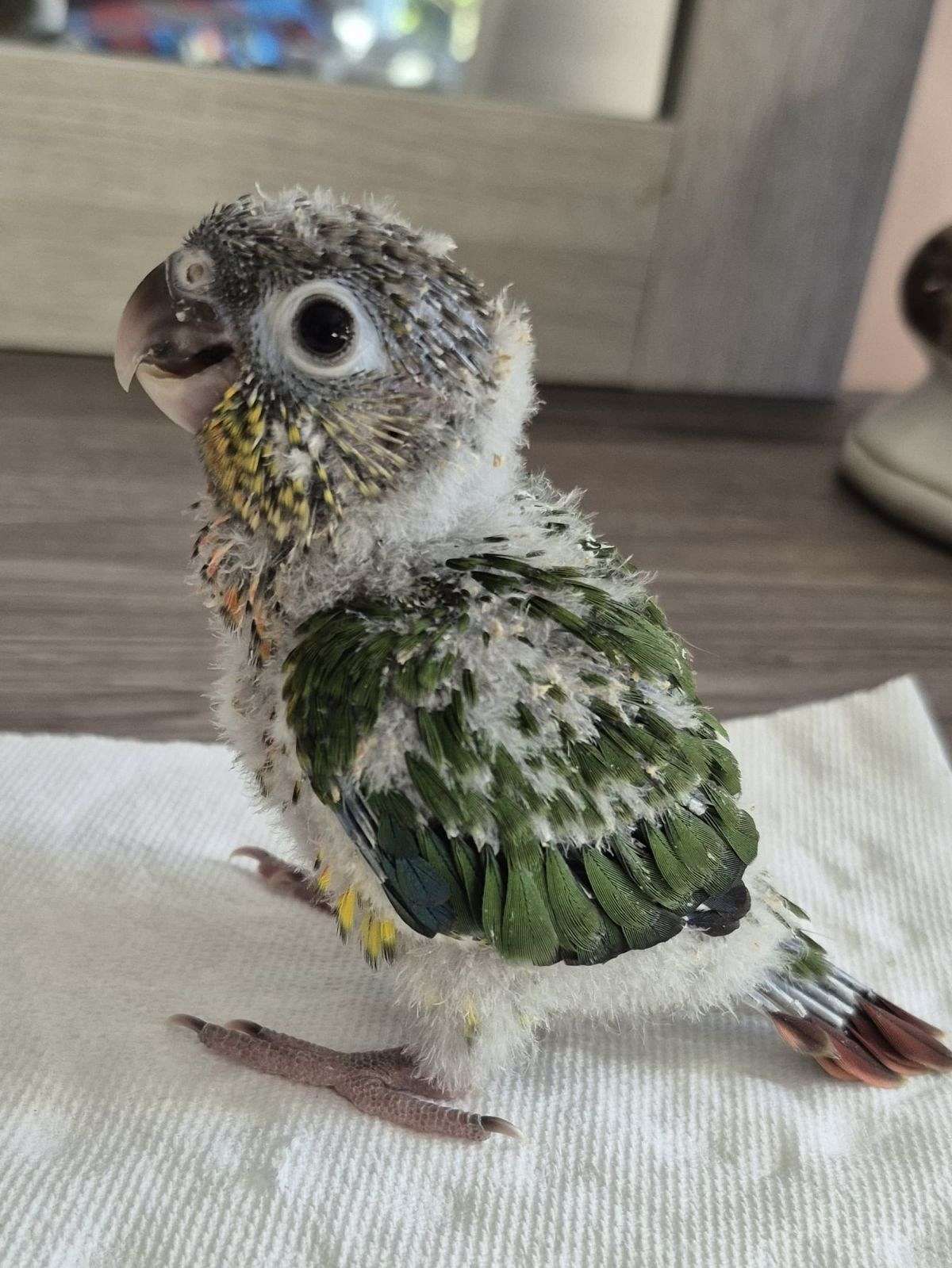 Baby green cheek conures