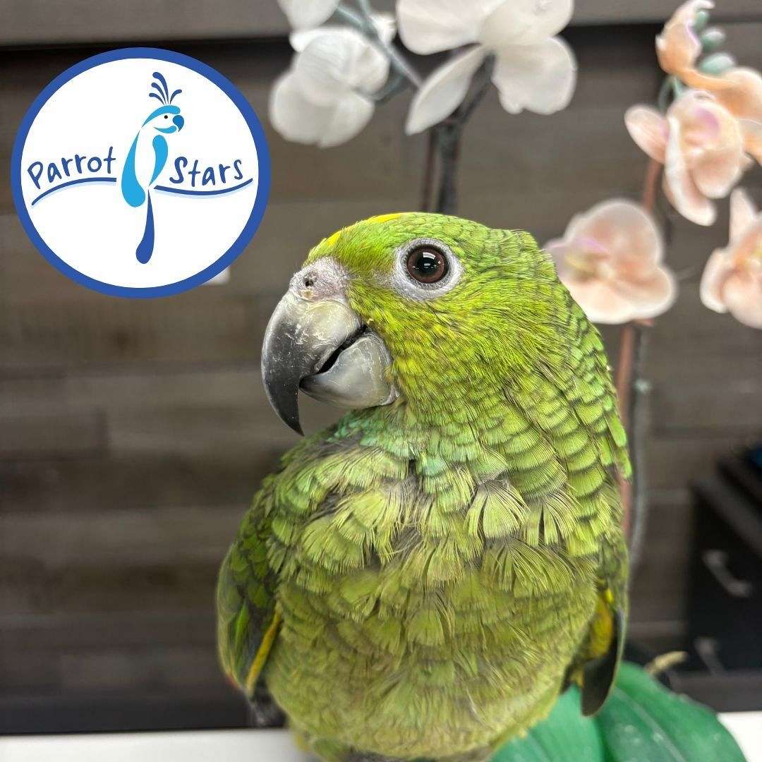 Baby Yellow Nape - Orange Wing Hybrid Amazon Available at Parrot Stars!